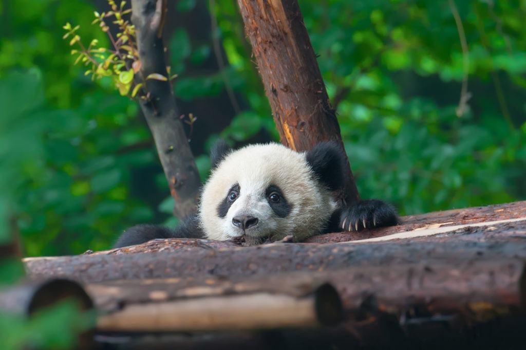 THE HISTORY OF THE CHINESE GOLD PANDA- IN A NUTSHELL